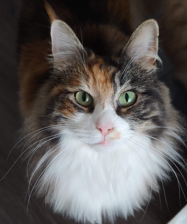 Extra: de Noorse boskat - RAGDOLL CATTERY POOZLES PLACE